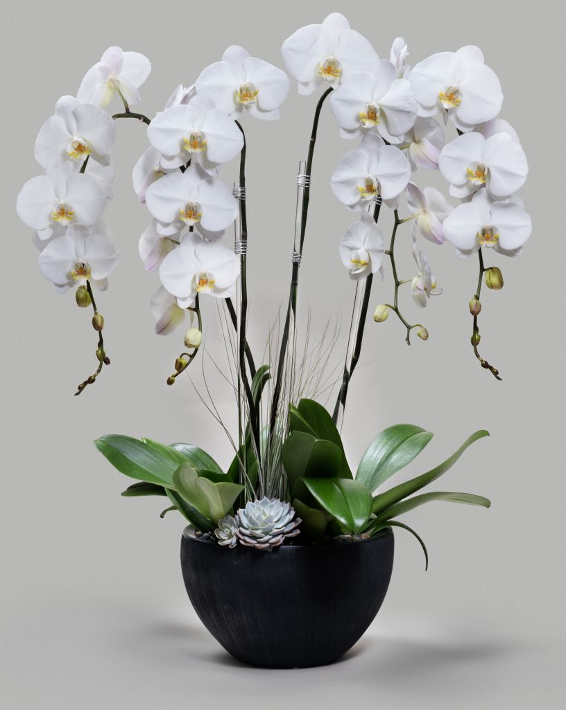 Single White Orchid - Orchid Wrangler